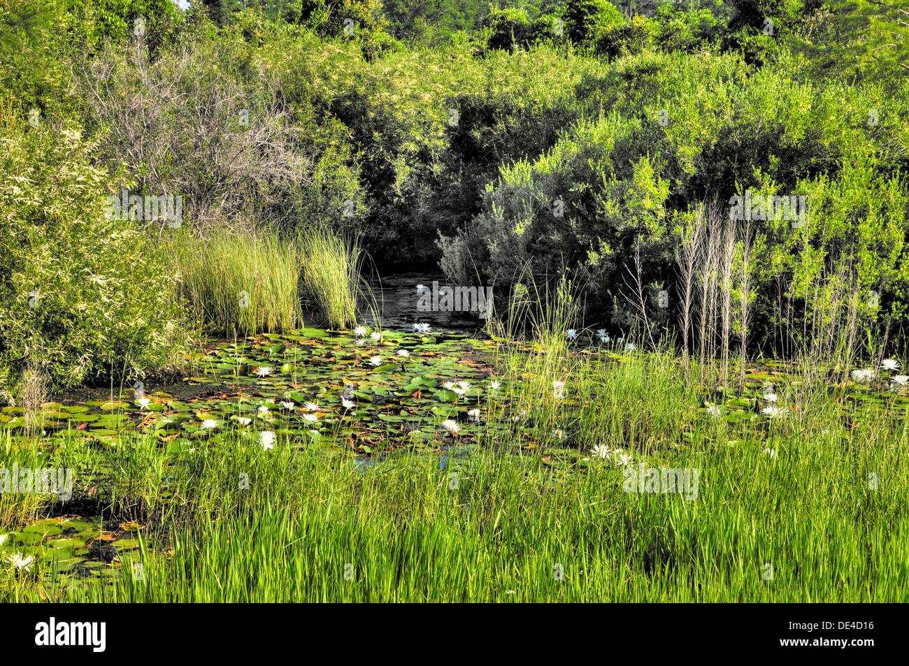 Florida perry hi-res stock photography and images - Alamy