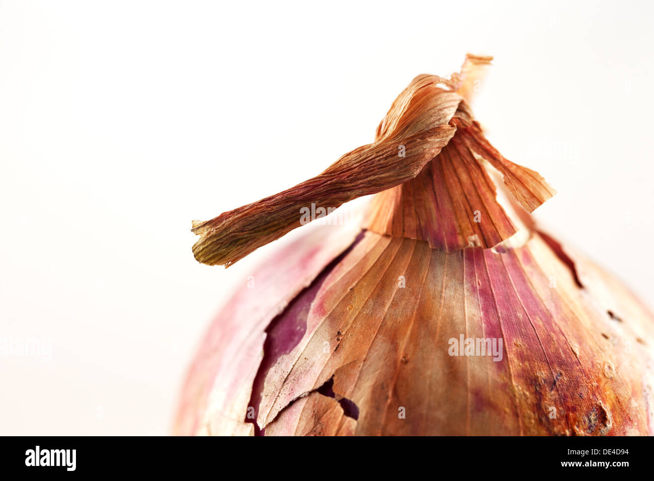 The beautiful form of onion bulb shot against a white background Stock ...