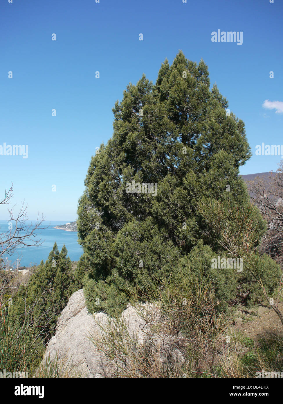 tree, sky and rock Stock Photo - Alamy