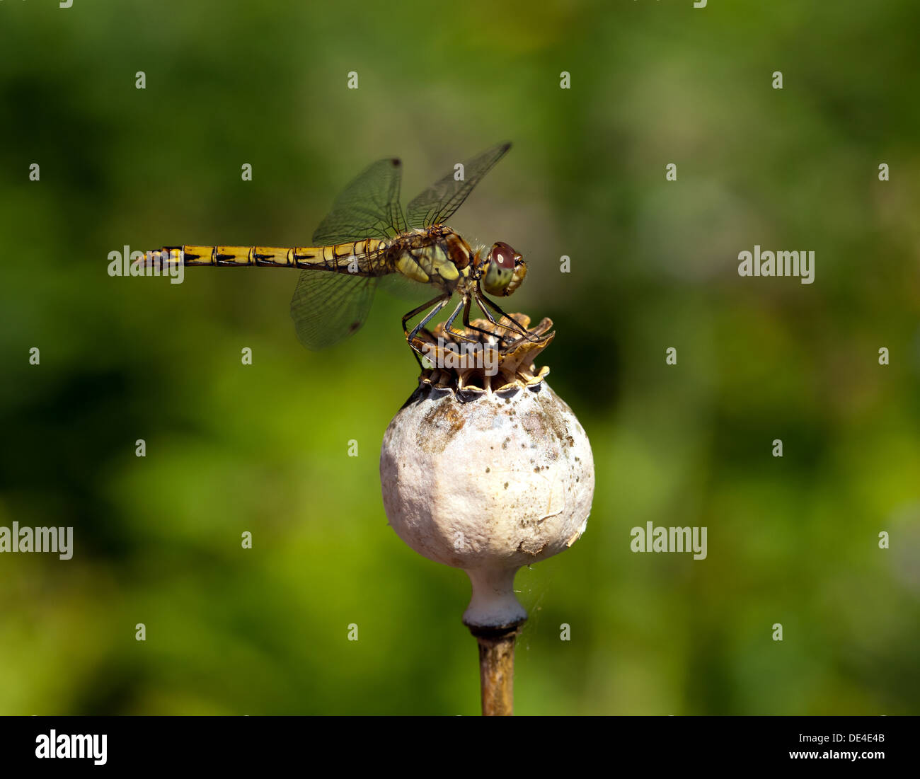 Dragonfly perches on the top of a poppy seed pod at the Secret Garden ...