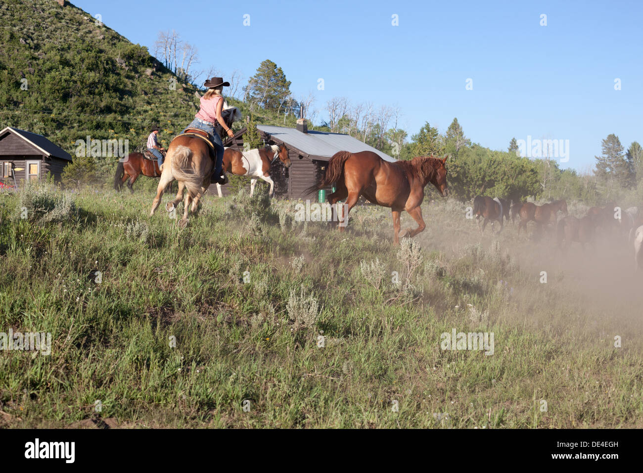 on a Montana USA ranch, male and female cowhands round up herd of ...