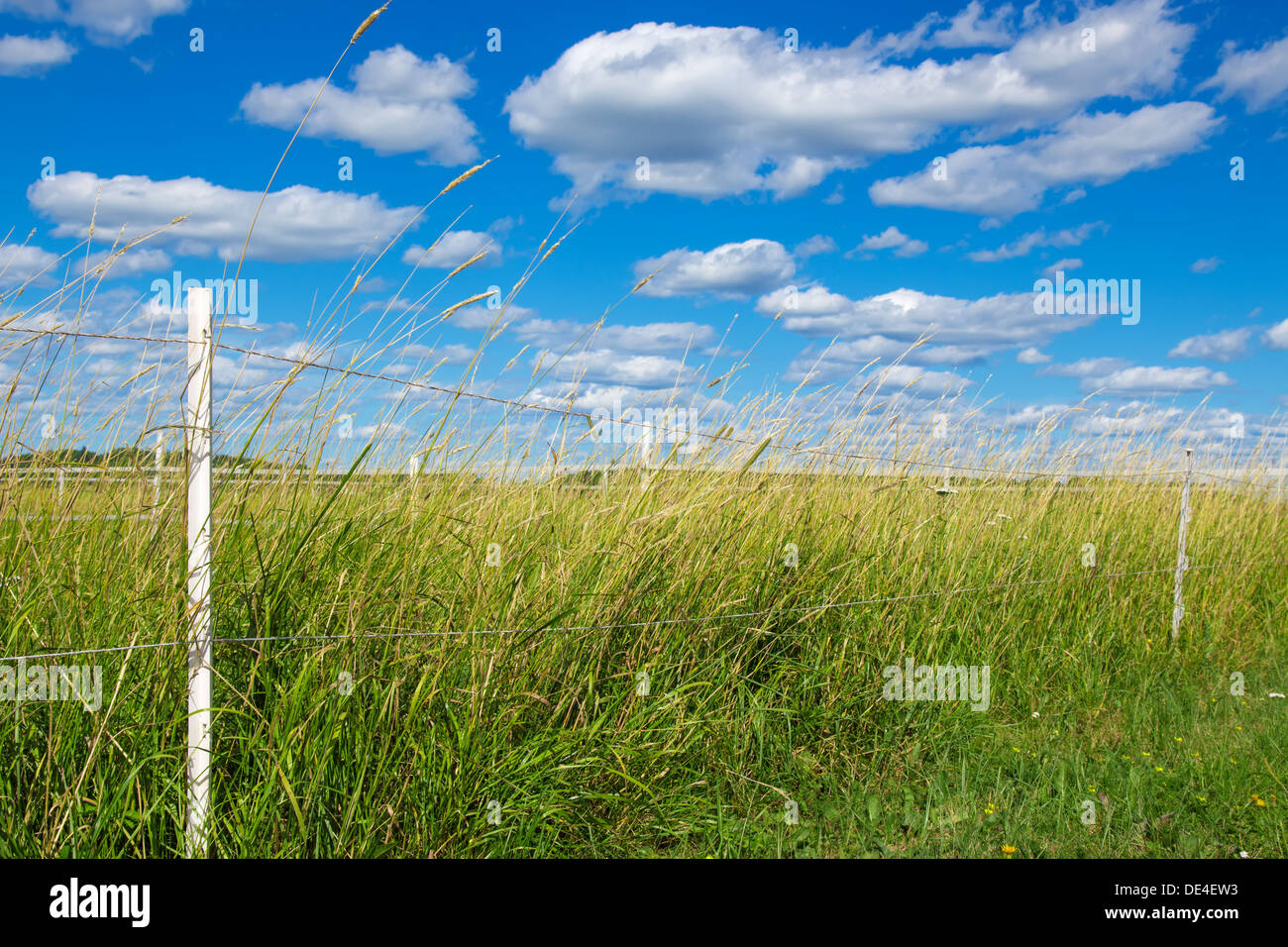 Green pasture, under the beautiful blue sky with clouds Stock Photo - Alamy