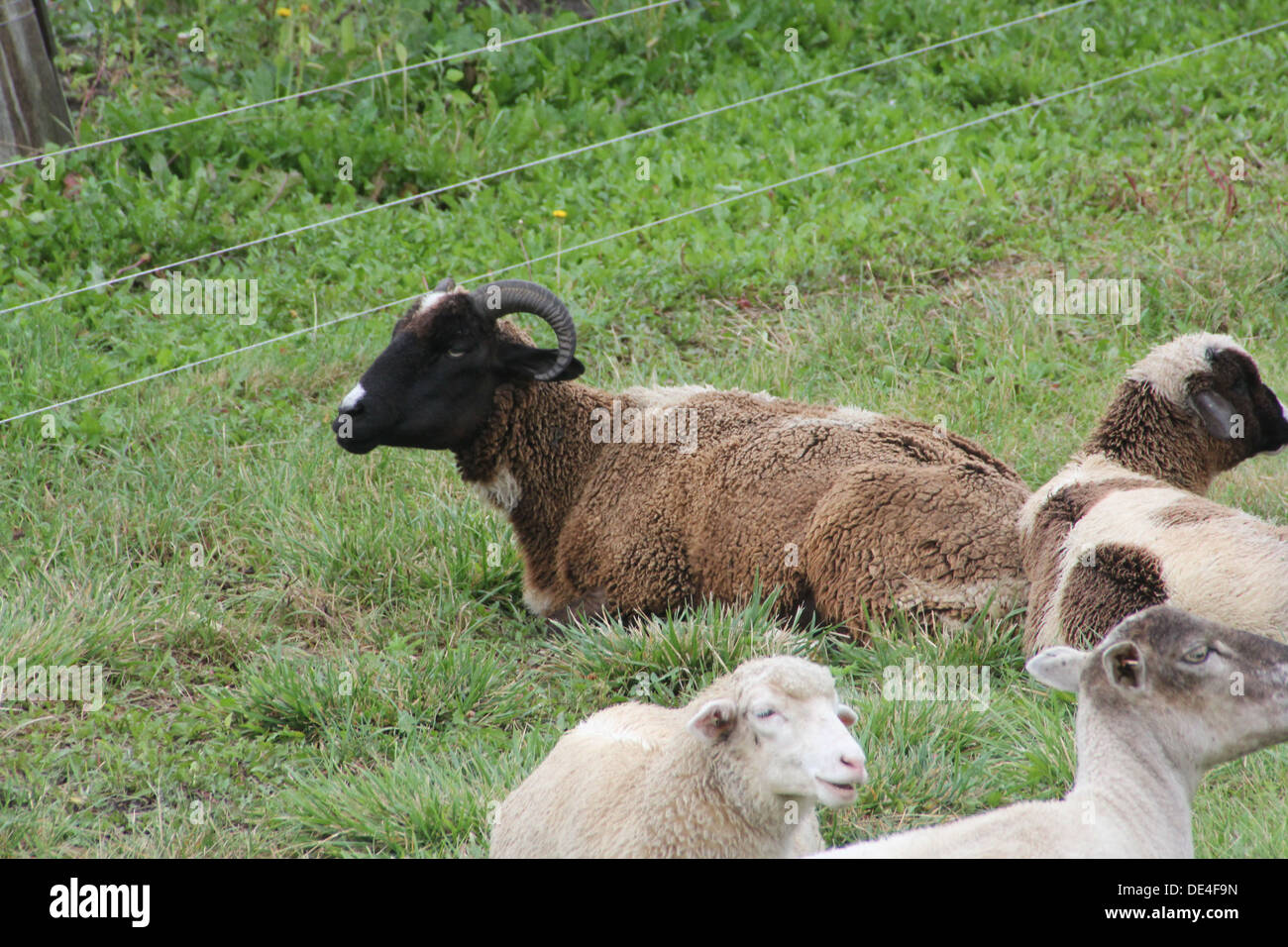 Goat and Sheep lying in the grass in a small field Stock Photo - Alamy