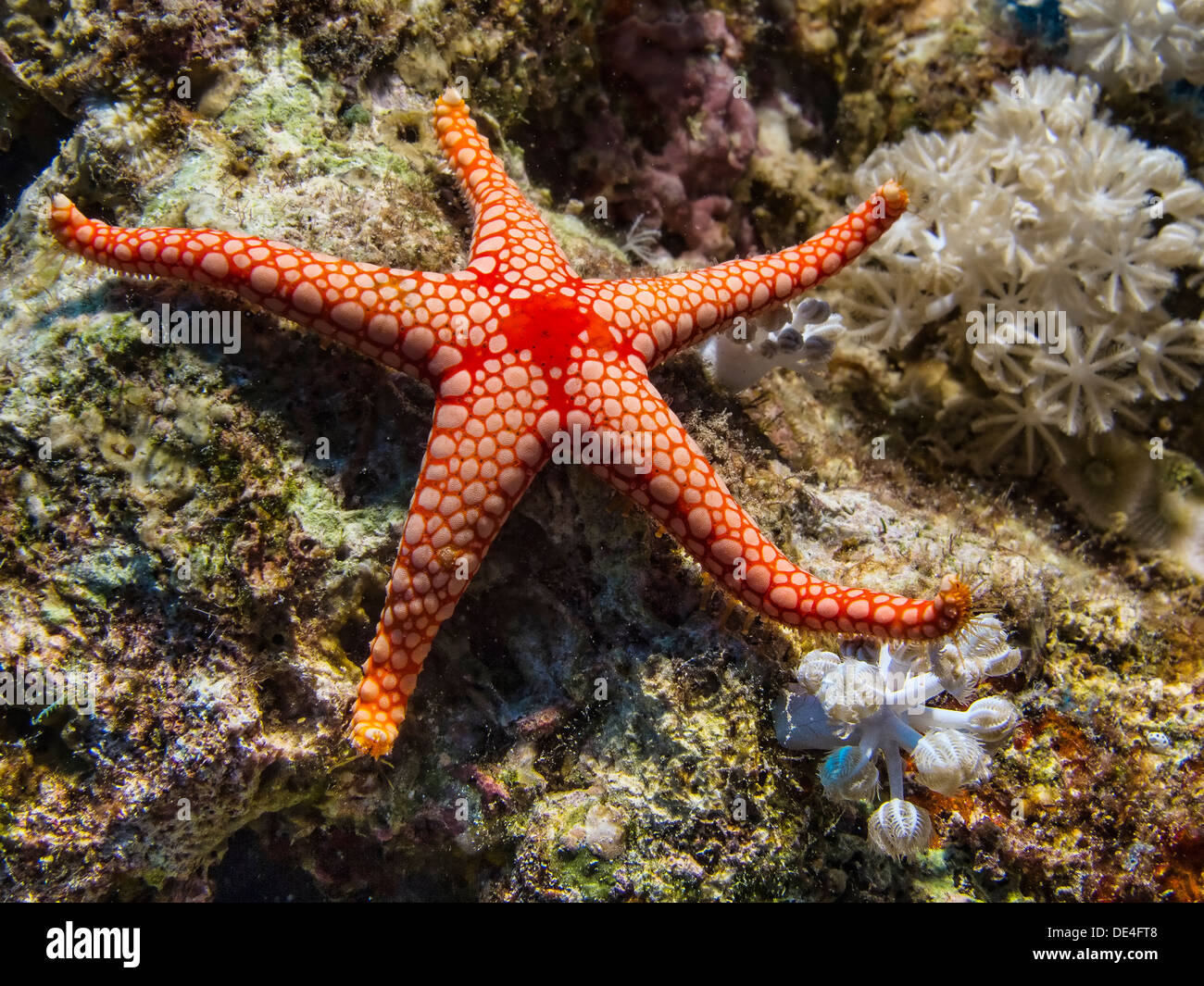 Red tile starfish hi-res stock photography and images - Alamy