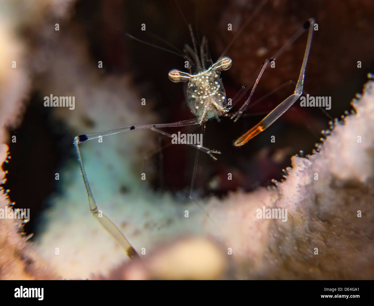 Partner animals hi-res stock photography and images - Alamy