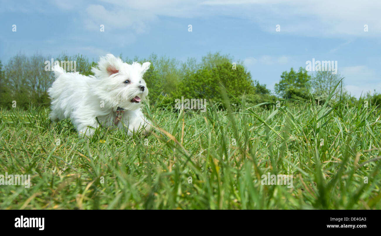 Jumping maltese hi-res stock photography and images - Alamy