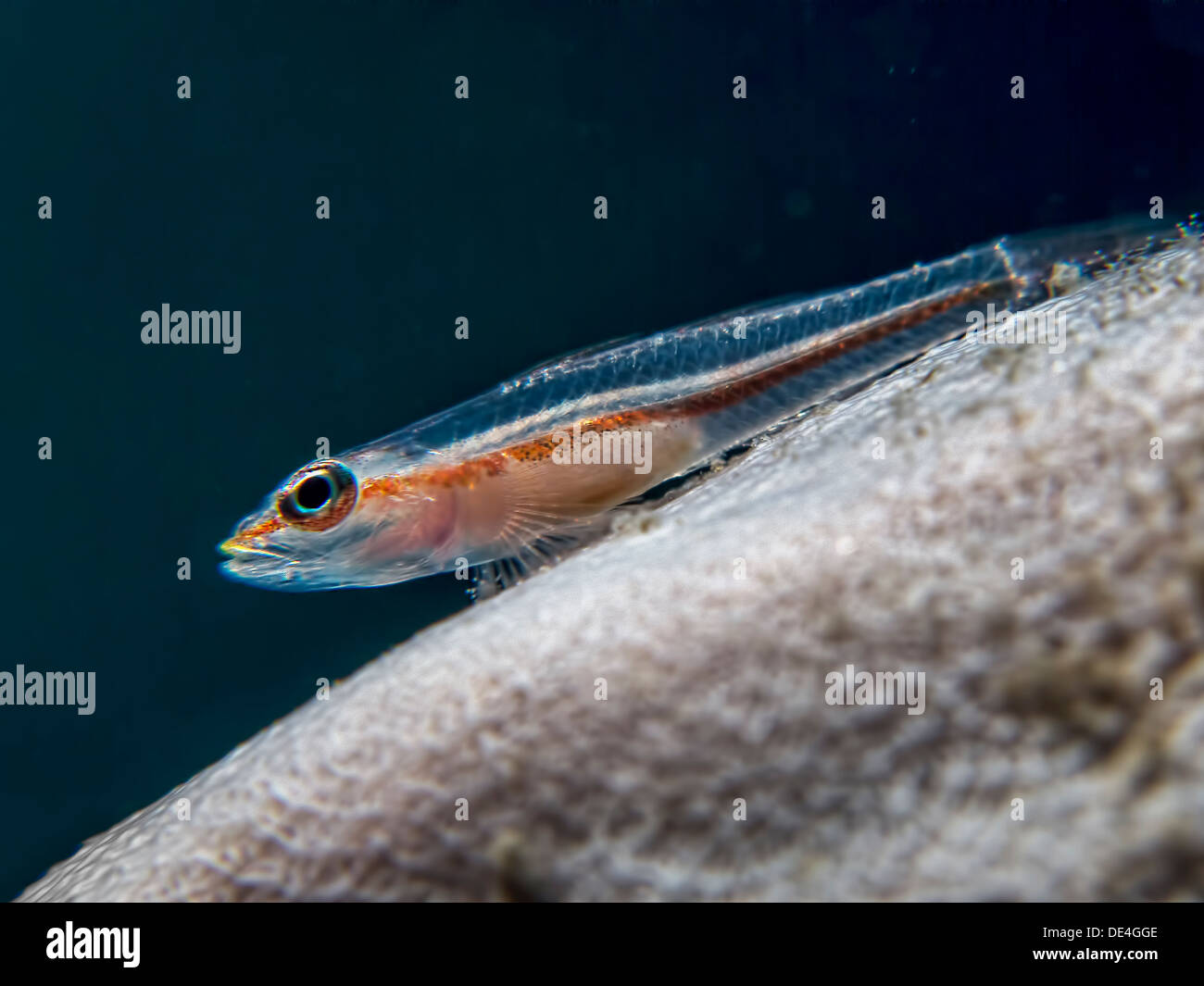 Toothy animals hi-res stock photography and images - Alamy