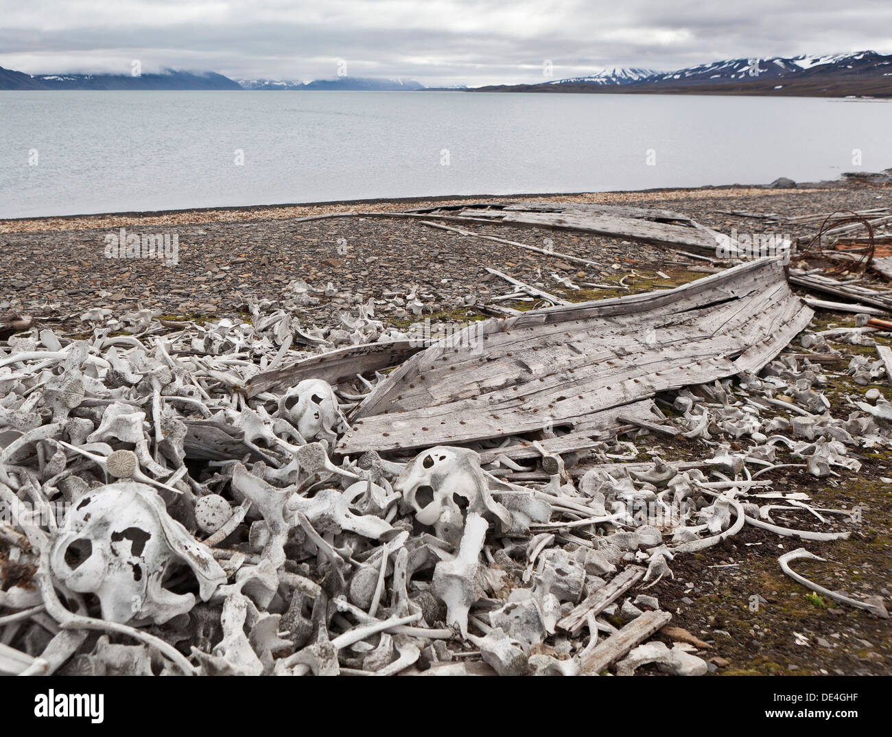 Beluga Whale bones, Ahlstrandodden, Spitsbergen, Norway Stock Photo - Alamy