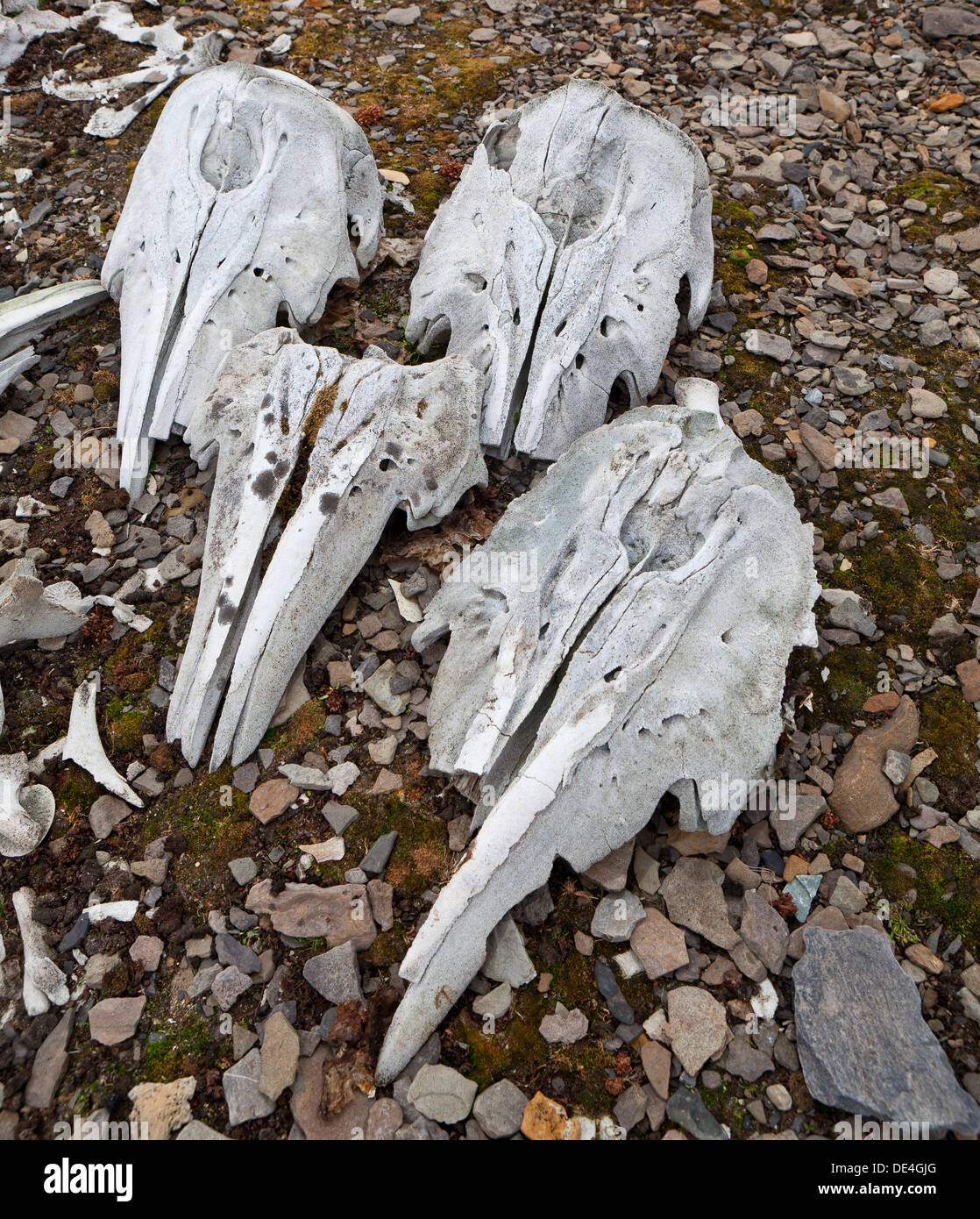 Beluga Whale bones, Ahlstrandodden, Spitsbergen, Norway Stock Photo - Alamy