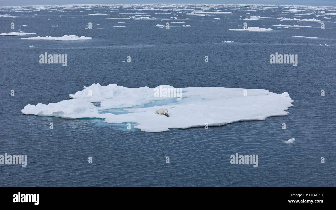 Polar bear melting iceberg hi-res stock photography and images - Alamy