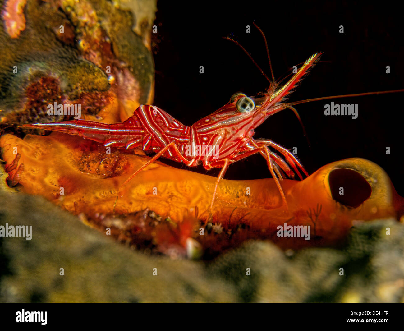 A cleaner shrimp, Red Sea, Israel Stock Photo - Alamy