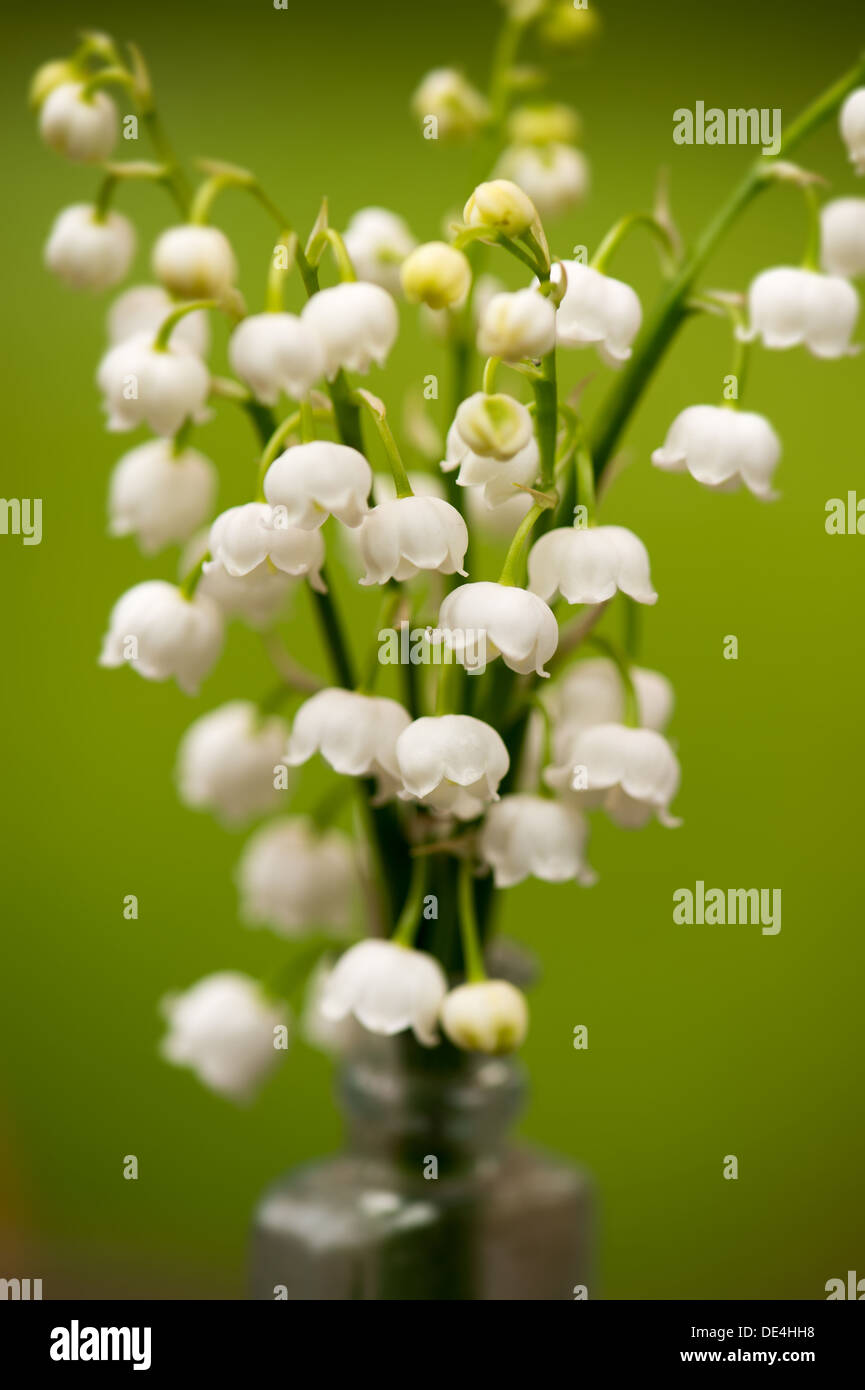 Berlin, Germany, Maigloeckchen Stock Photo - Alamy