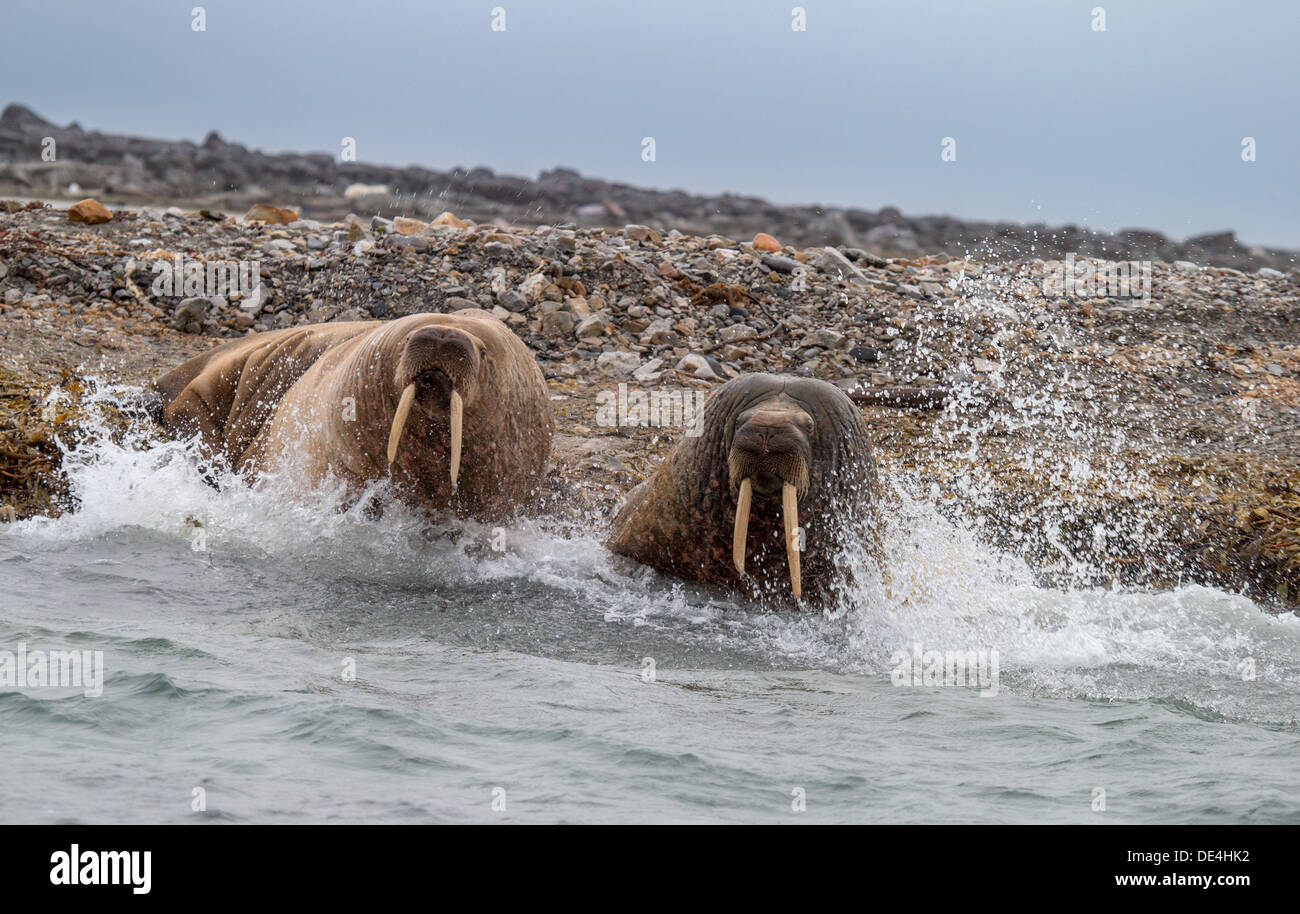 Walruses (Odobenus rosmarus) on the beach. Spitsbergen, Svalbard ...