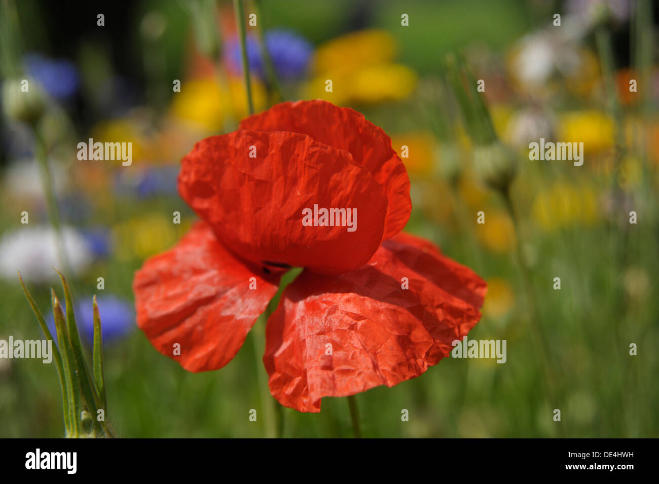 Wildblumen island hi-res stock photography and images - Alamy