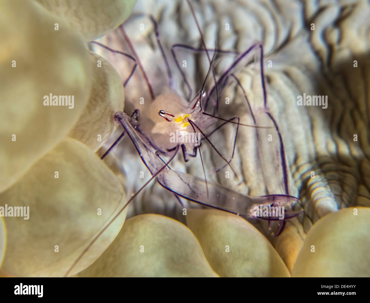 bubble coral shrimp Stock Photo - Alamy