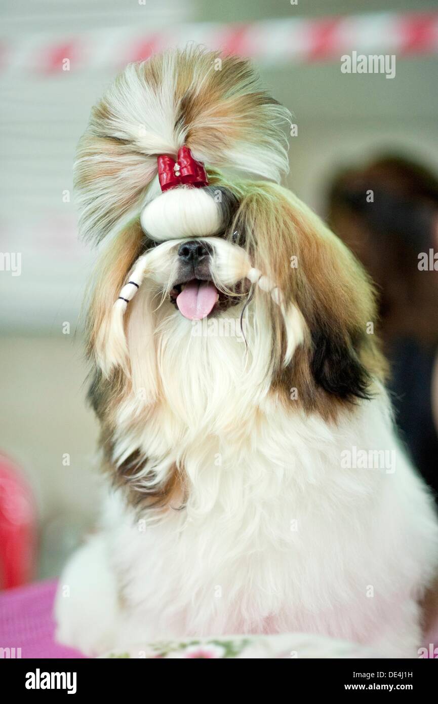 Shizu High Resolution Stock Photography and Images - Alamy