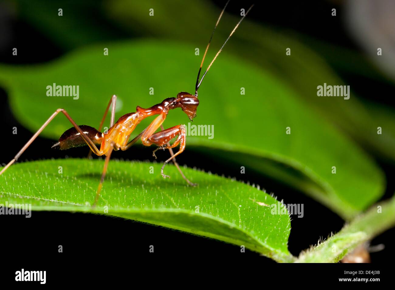 Ant mimic mantis hi-res stock photography and images - Alamy