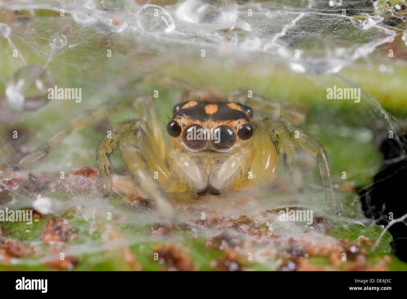 Under spider hi-res stock photography and images - Alamy