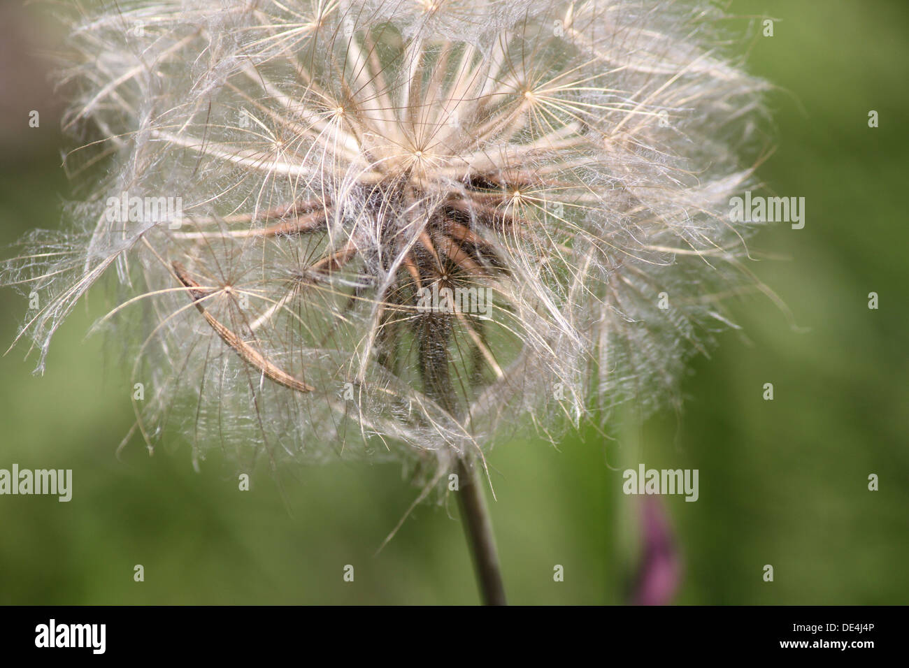 Goats beard weed hi-res stock photography and images - Alamy