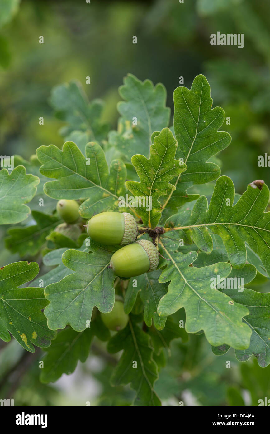 Oak tree mast hi-res stock photography and images - Alamy