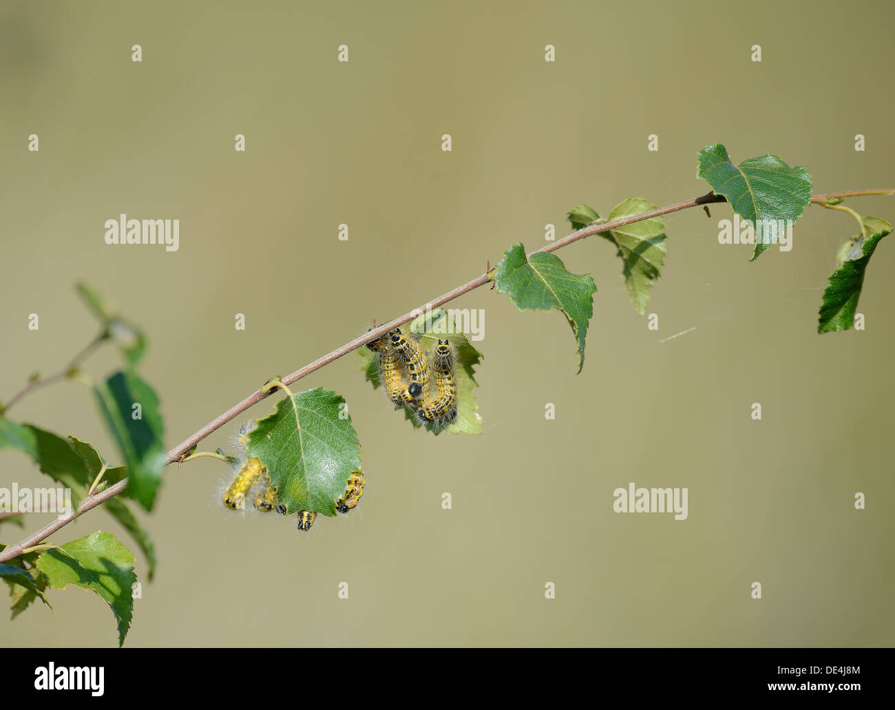 Buff Tip Moth: Phalera bucephala. Larvae clustered on silver birch ...