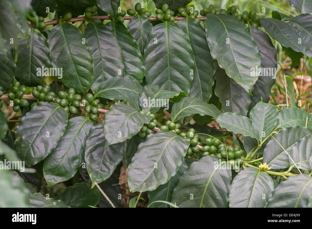 Coffee: Coffea sp. Botanic Garden, Cornwall, England Stock Photo - Alamy