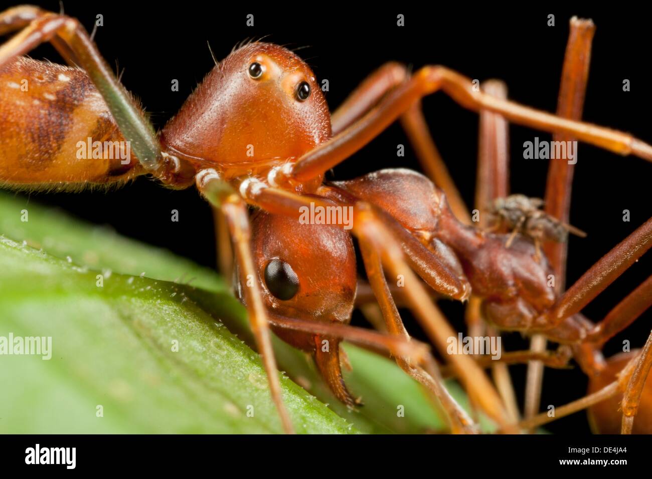 Red ant mimic spider hi-res stock photography and images - Alamy
