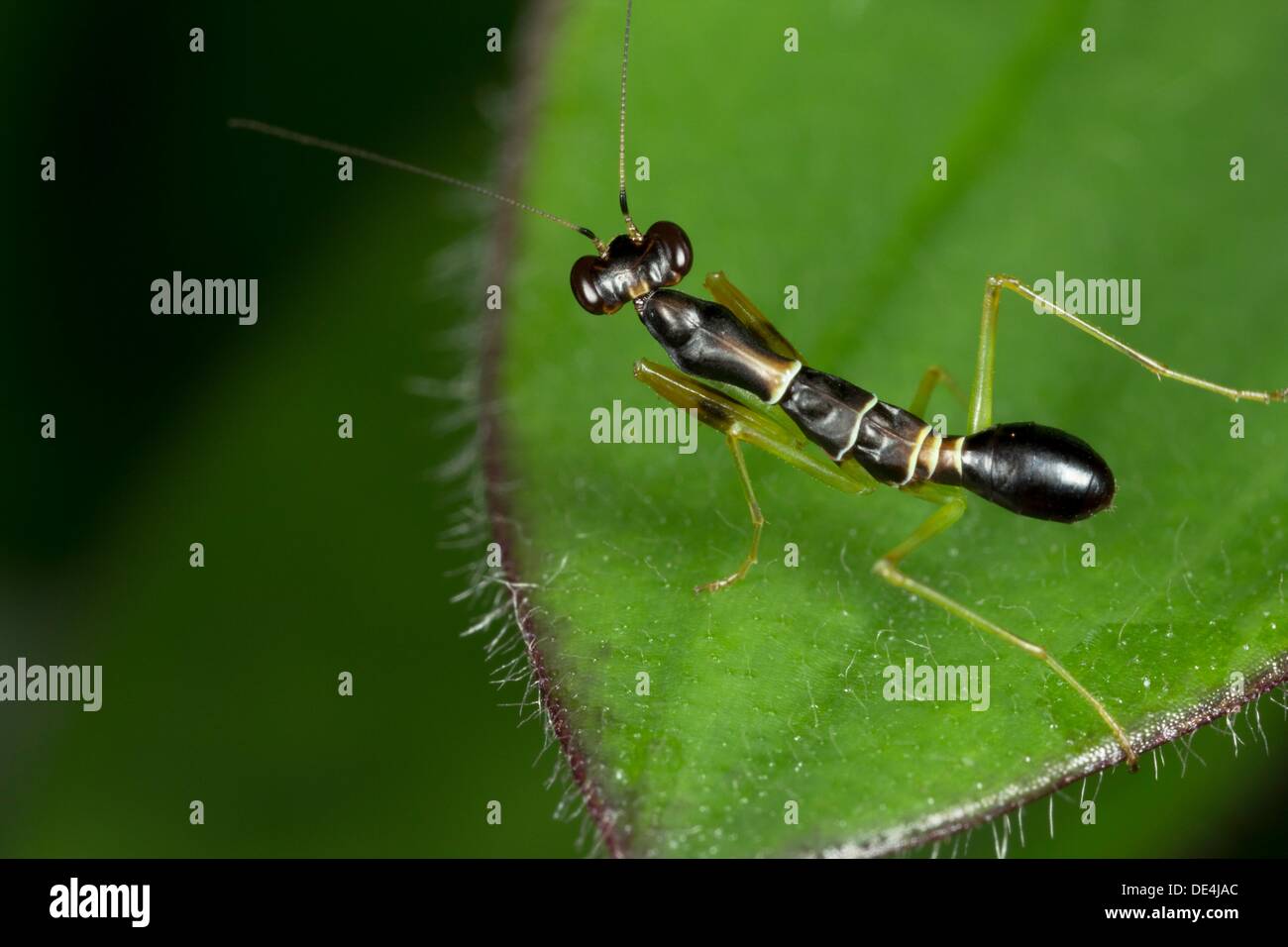 Ant mimic mantis hi-res stock photography and images - Alamy