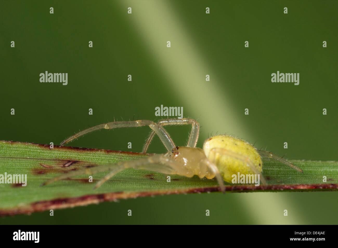 Huntsman jumping hi-res stock photography and images - Alamy