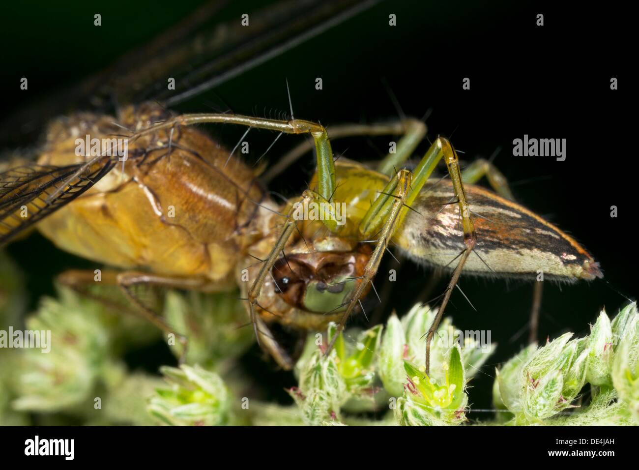 Spider dragonfly hi-res stock photography and images - Alamy