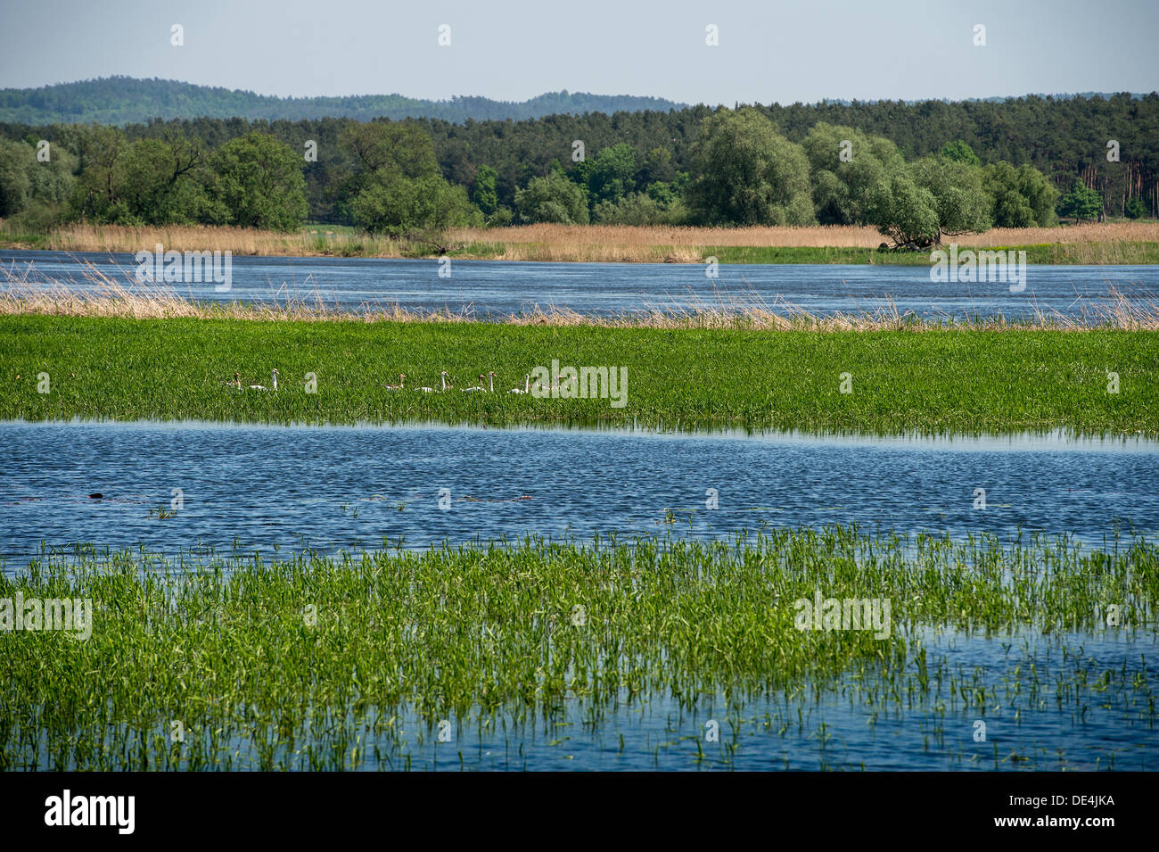 Stolpe, Germany, view over the Oder River in the Lower Oder Valley ...