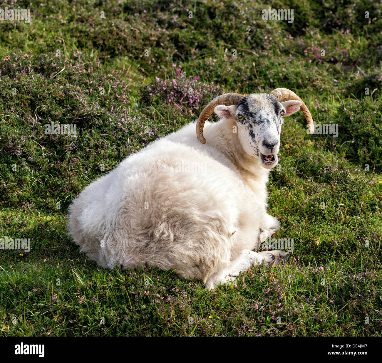 Happy looking sheep hi-res stock photography and images - Alamy