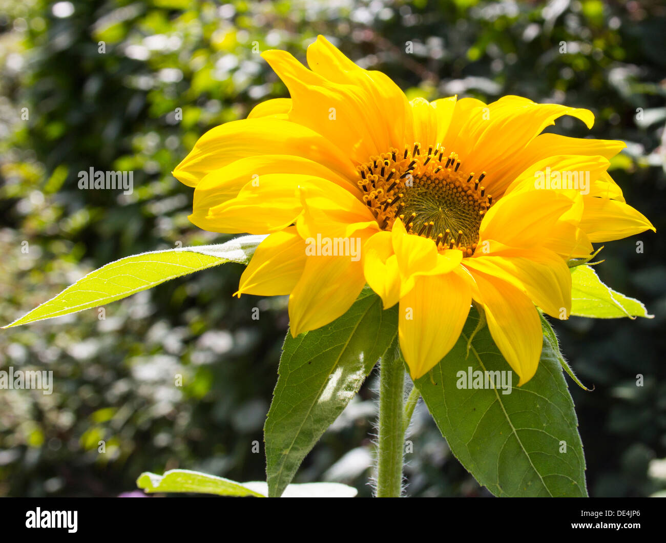 Later summer to autumn hi-res stock photography and images - Alamy