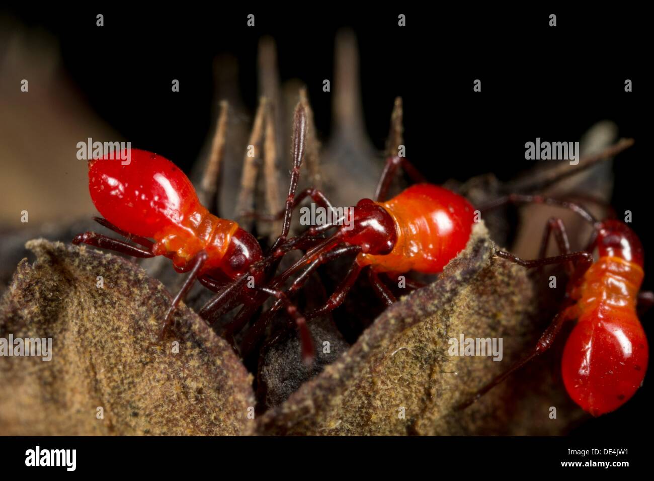 The assassin baby hi-res stock photography and images - Alamy