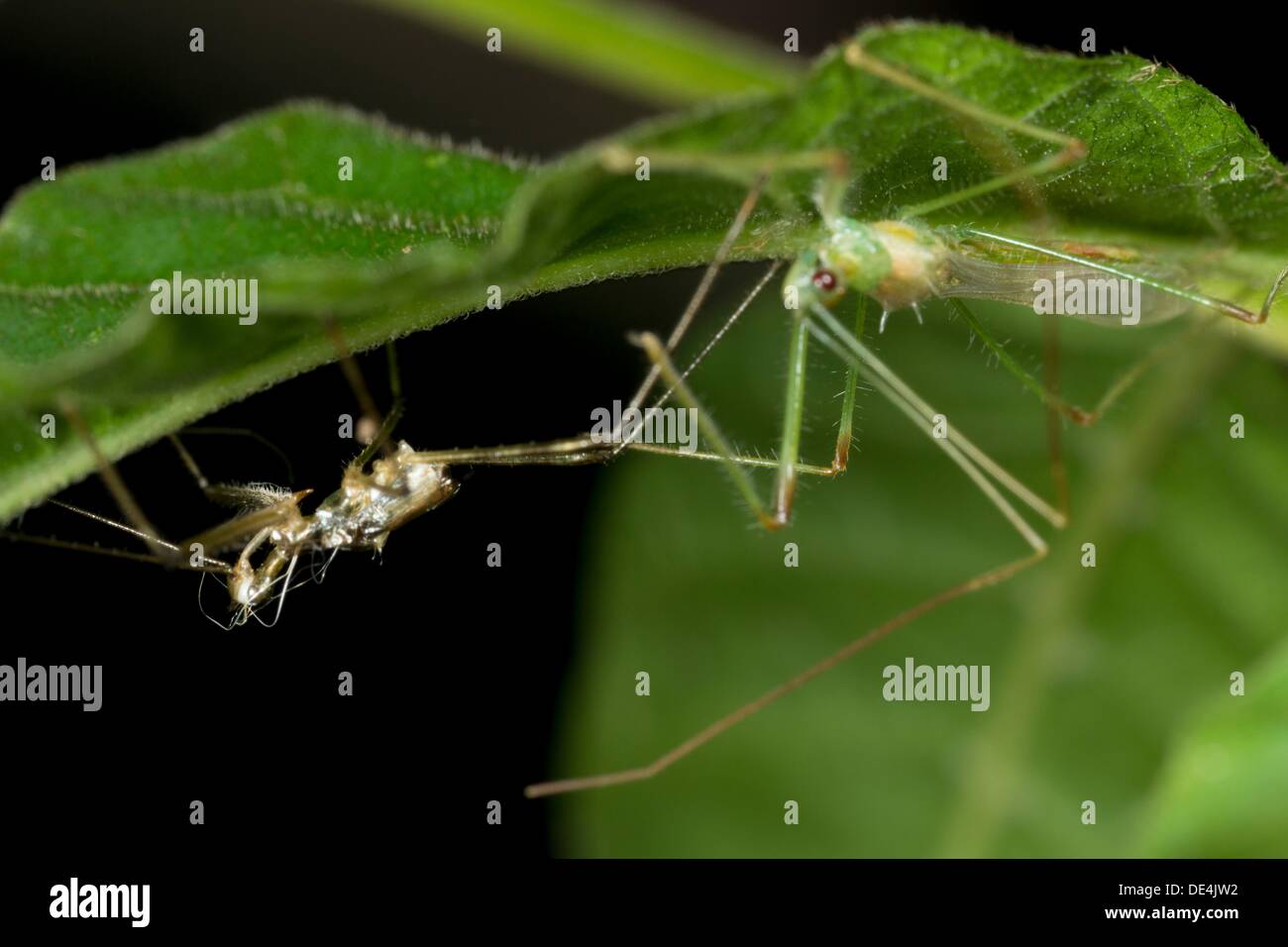 The assassin baby hi-res stock photography and images - Alamy