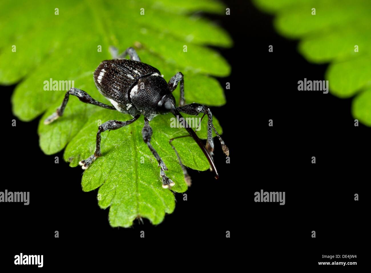 Long horned weevil hi-res stock photography and images - Alamy