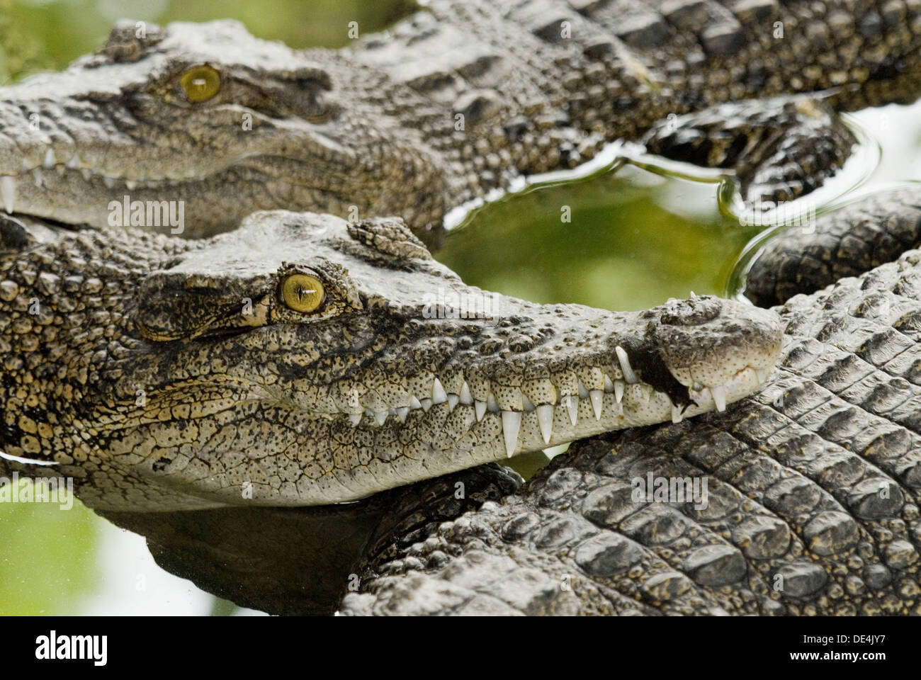Juvenile crocodiles at Jong´s Crocodile, Farm, Siburan, Sarawak ...