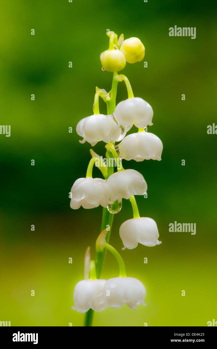 Berlin, Germany, Close up of Lily of the Valley Stock Photo - Alamy