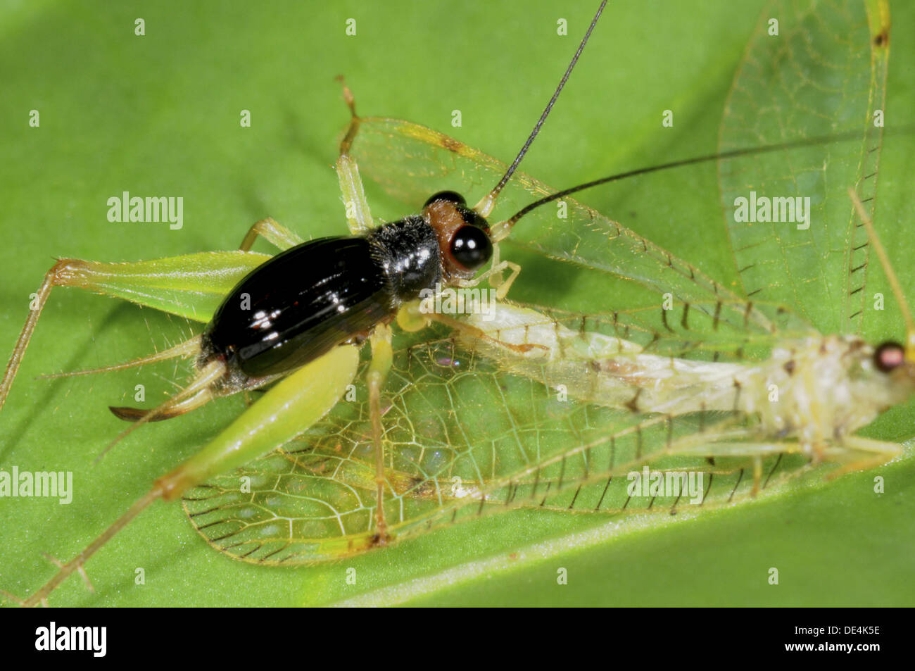 Grasshopper eating up close hi-res stock photography and images - Alamy
