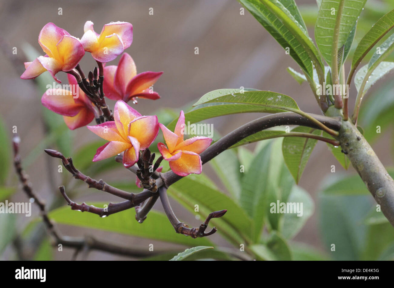 National flower of bali hi-res stock photography and images - Alamy