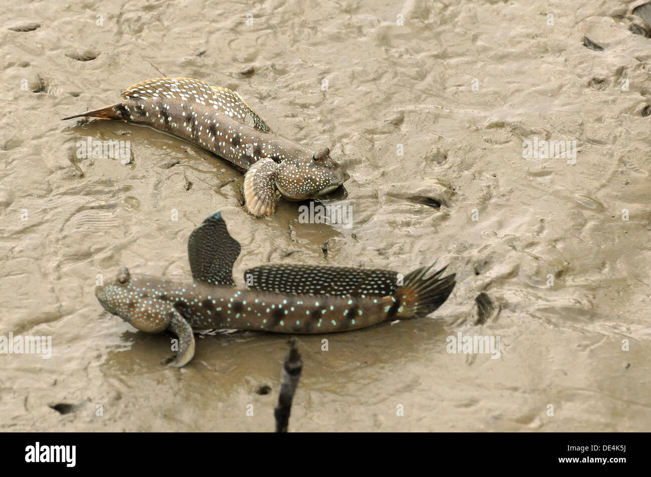 Mudskippers hi-res stock photography and images - Alamy