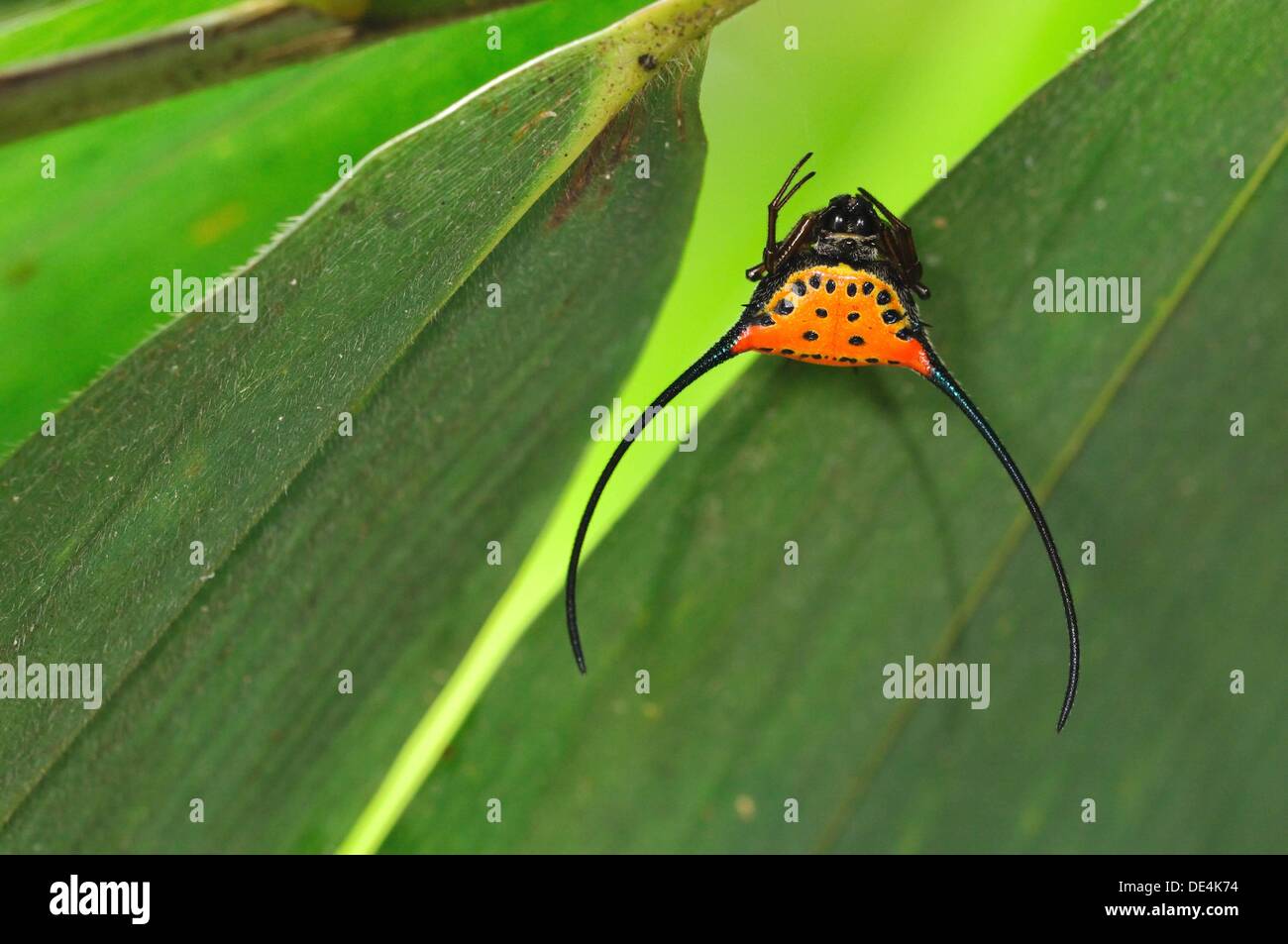 Spider with horn hi-res stock photography and images - Alamy