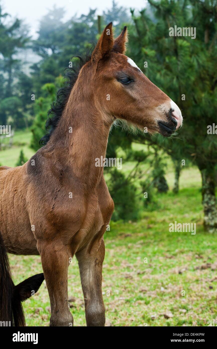 Male colt hi-res stock photography and images - Alamy