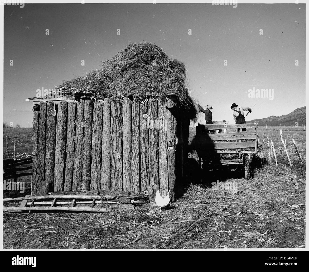 A photograph showing a person pitching hay onto the roof of an ...
