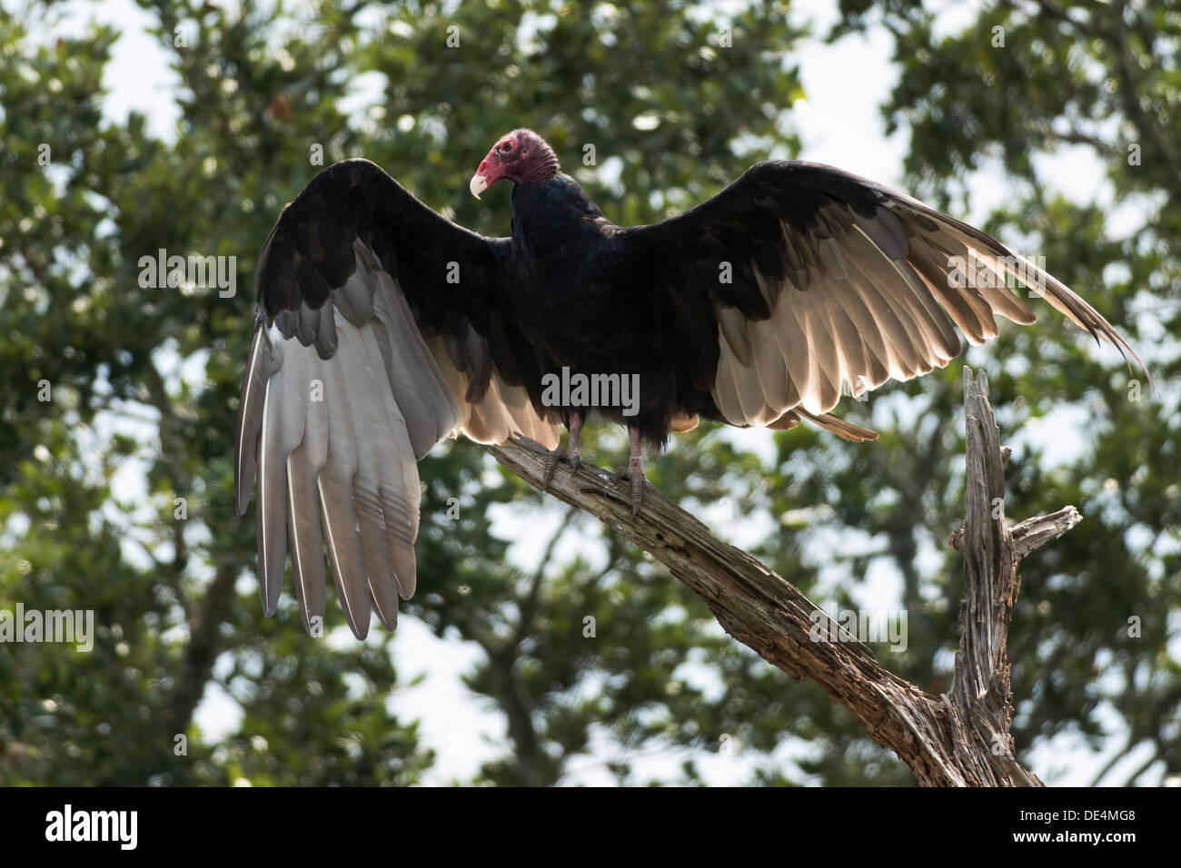 Florida buzzard hi-res stock photography and images - Alamy