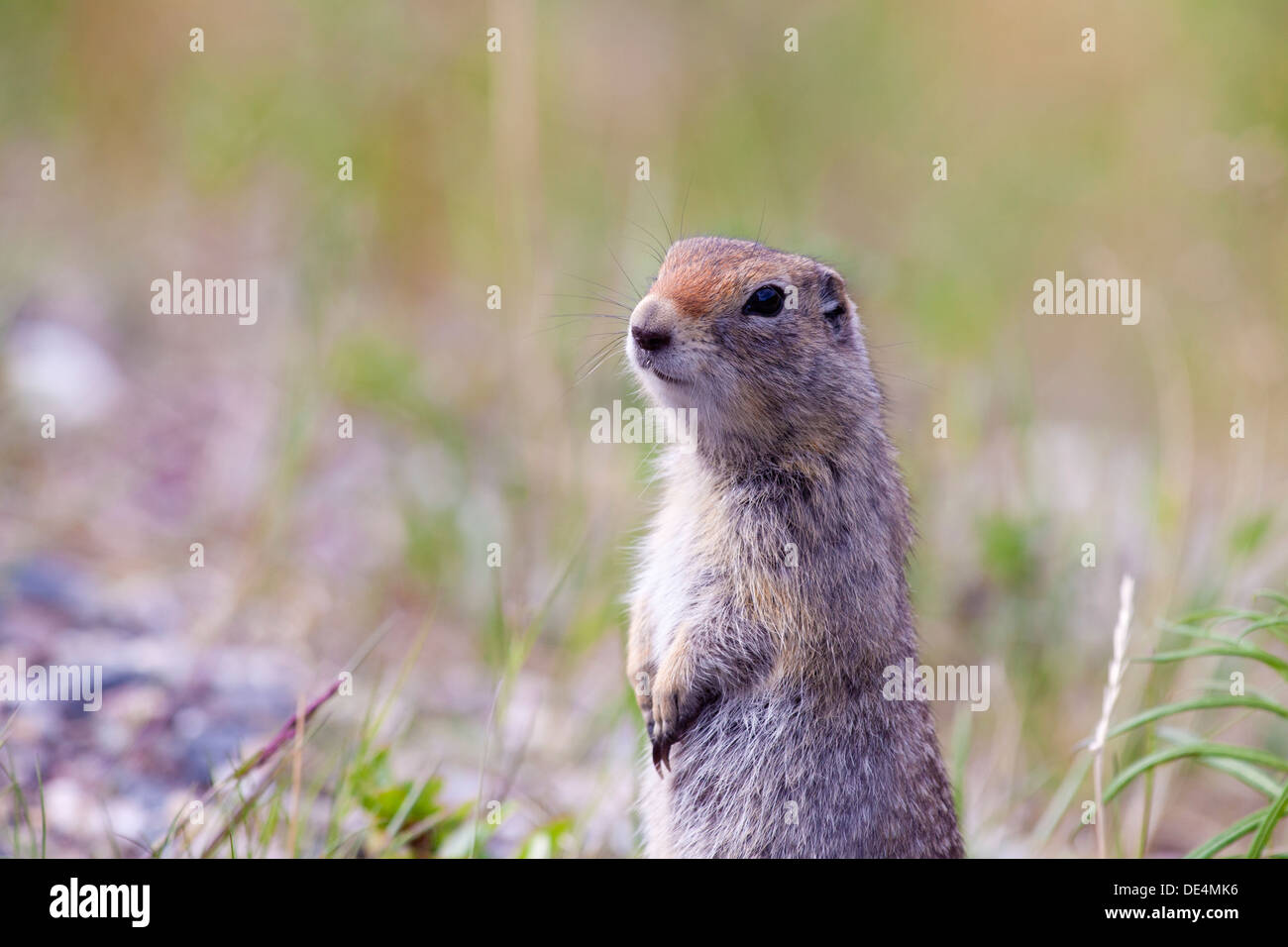 Arctic ground squirrel - Spermophilus parryii -, Denali National Park ...