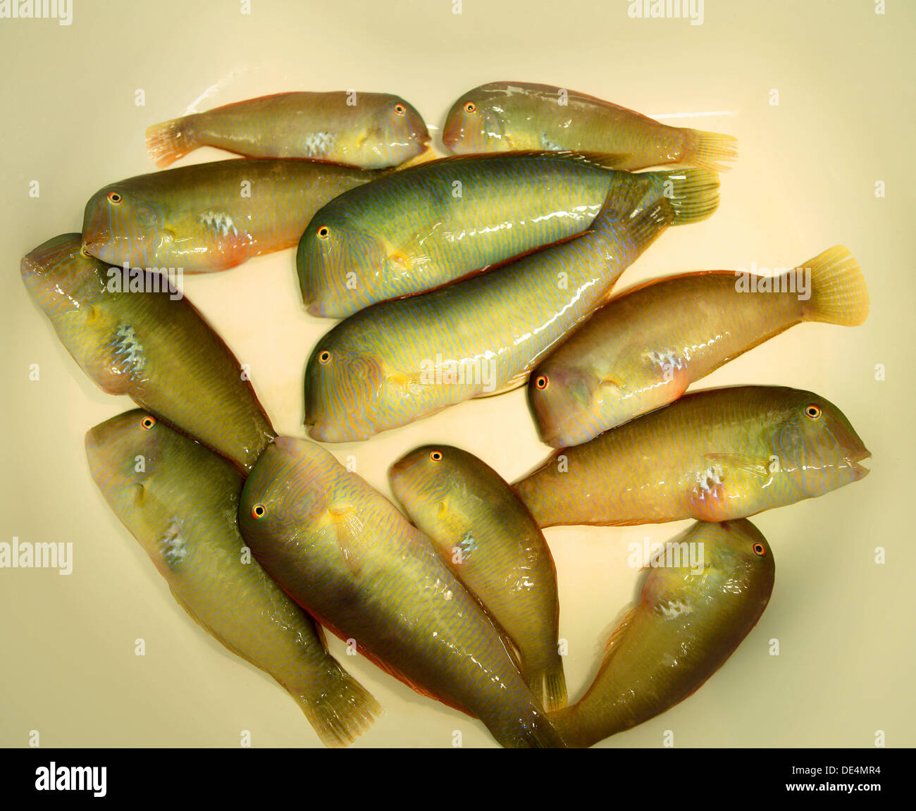 Raor fish hi-res stock photography and images - Alamy