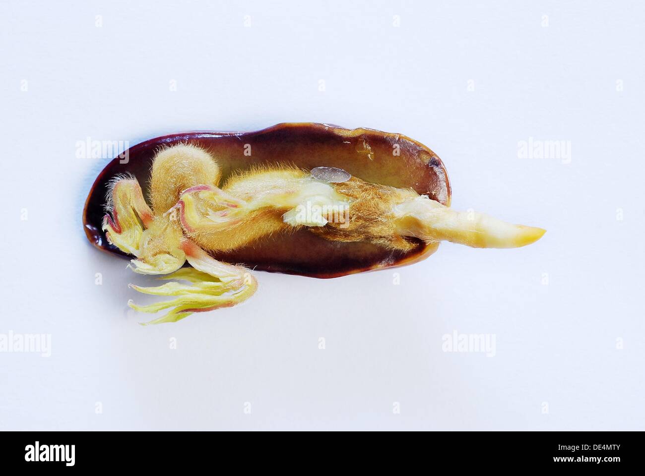 Inga Edulis High Resolution Stock Photography and Images - Alamy