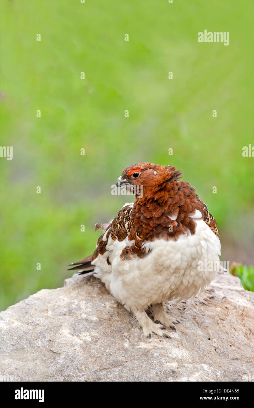 Alaska Ptarmigan High Resolution Stock Photography and Images - Alamy