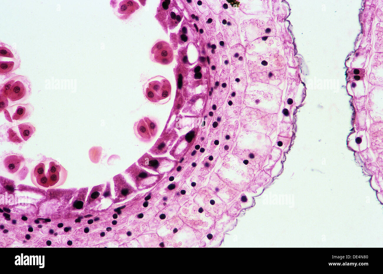 Anther High Resolution Stock Photography and Images - Alamy